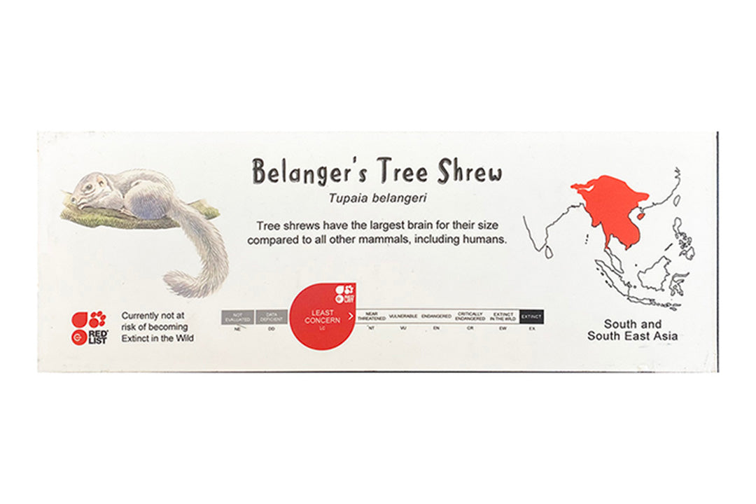 Belanger's Tree Shrew ID Sign Landscape – Chester Zoo Enterprises Ltd