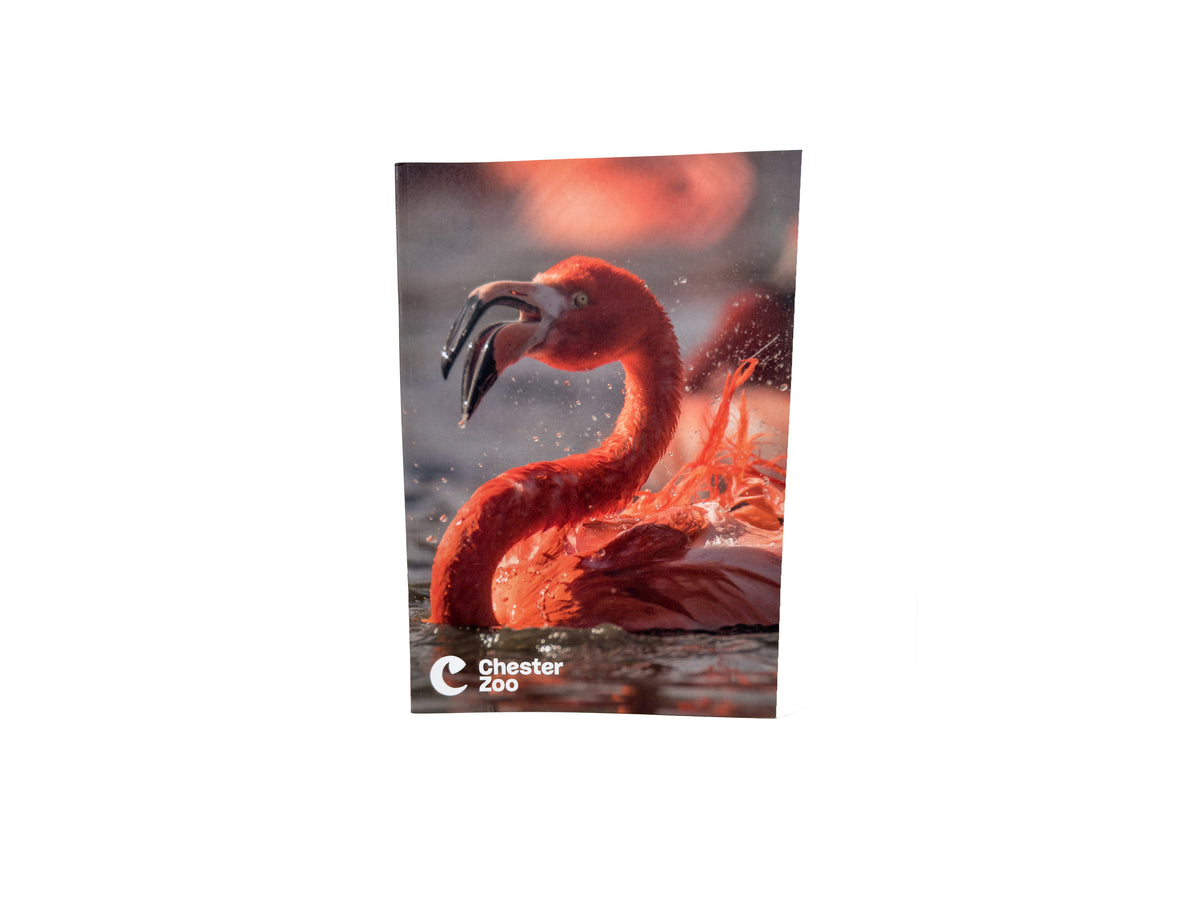 Flamingo A5 Notebook – Chester Zoo Enterprises Ltd