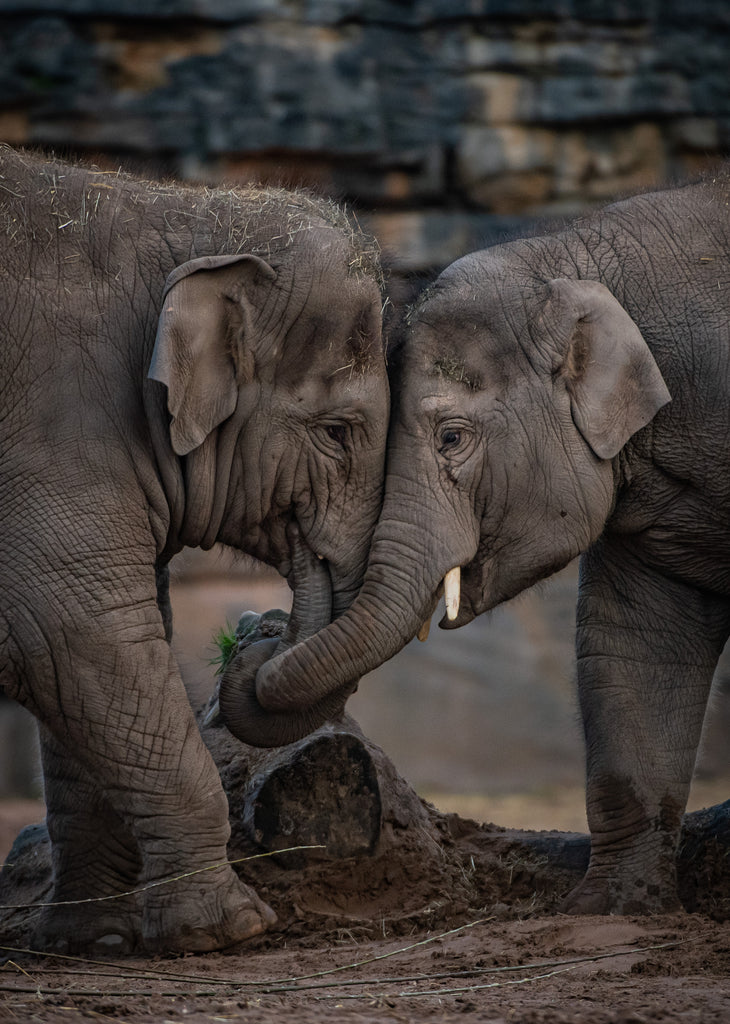 Chester Zoo Online Gift Shop – Chester Zoo Enterprises Ltd