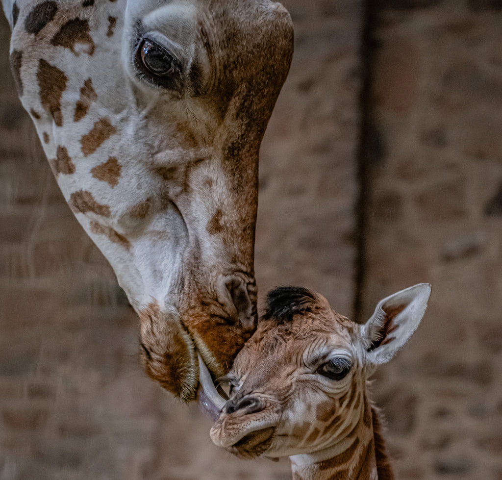 Chester Zoo Online Gift Shop – Chester Zoo Enterprises Ltd