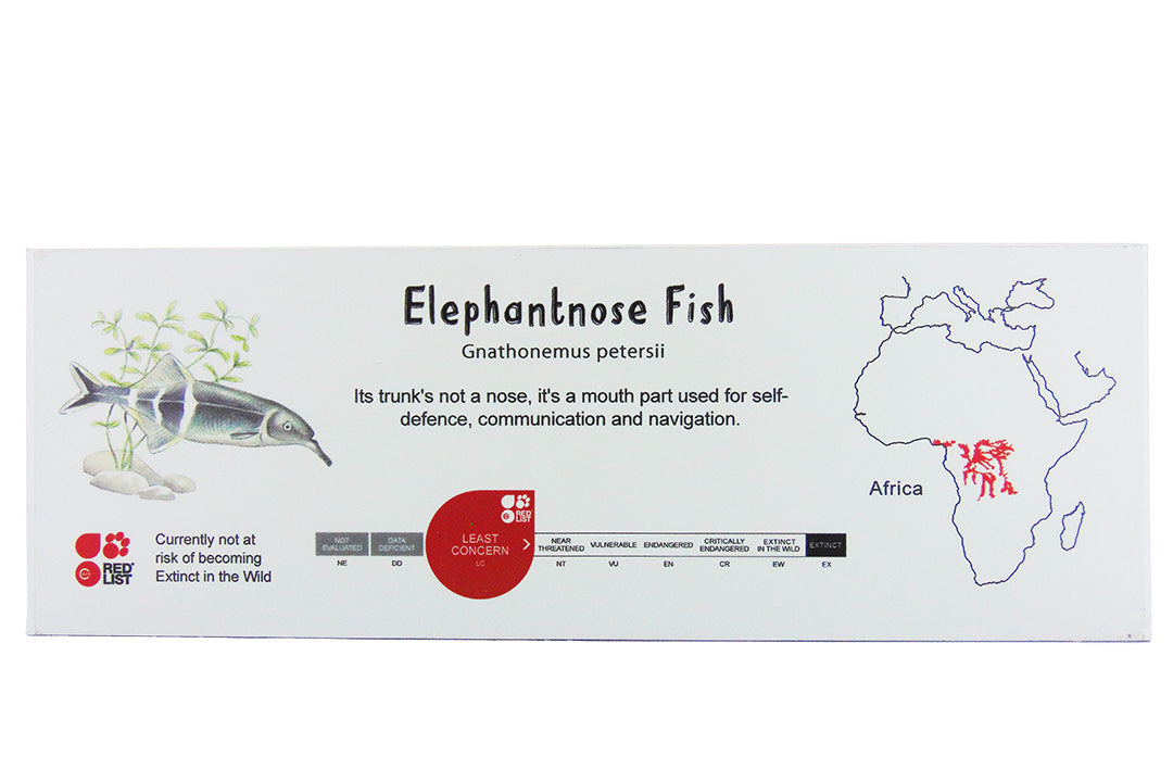 Elephantnose Fish Sign Landscape – Chester Zoo Enterprises Ltd
